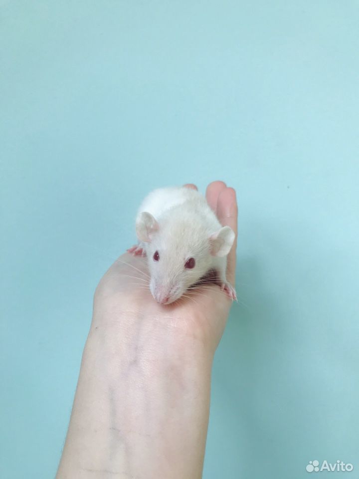 Крысы, крысята дамбо. Шампань