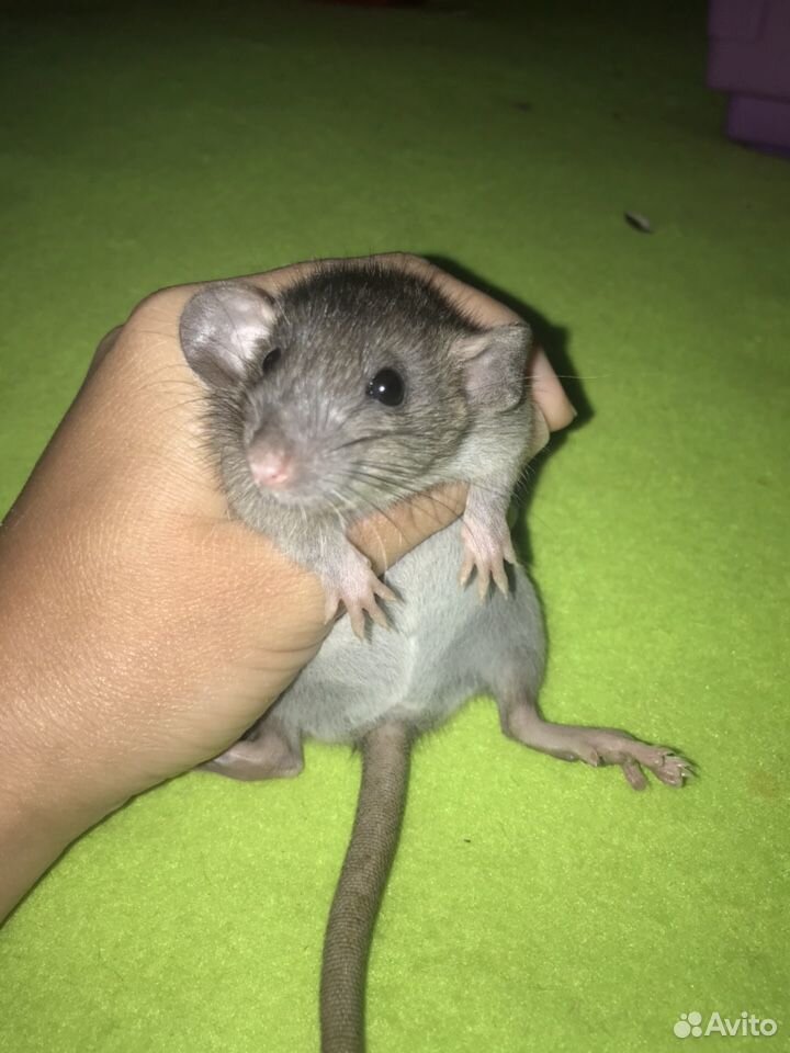 Крысята Агути Дамбо девочки