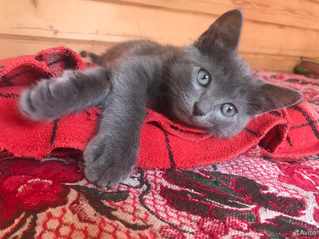 Симпатичный котёнок в добрые руки