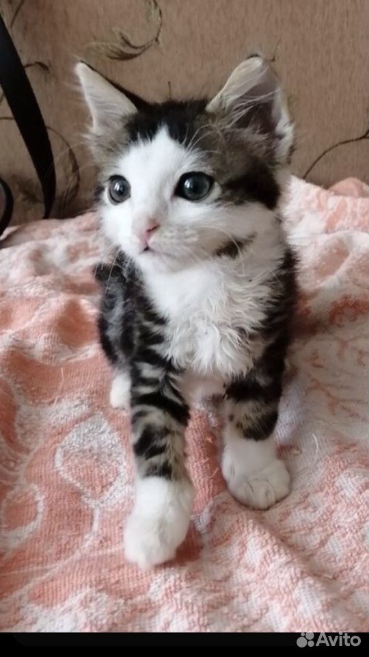 Котёнок девочка Дипси