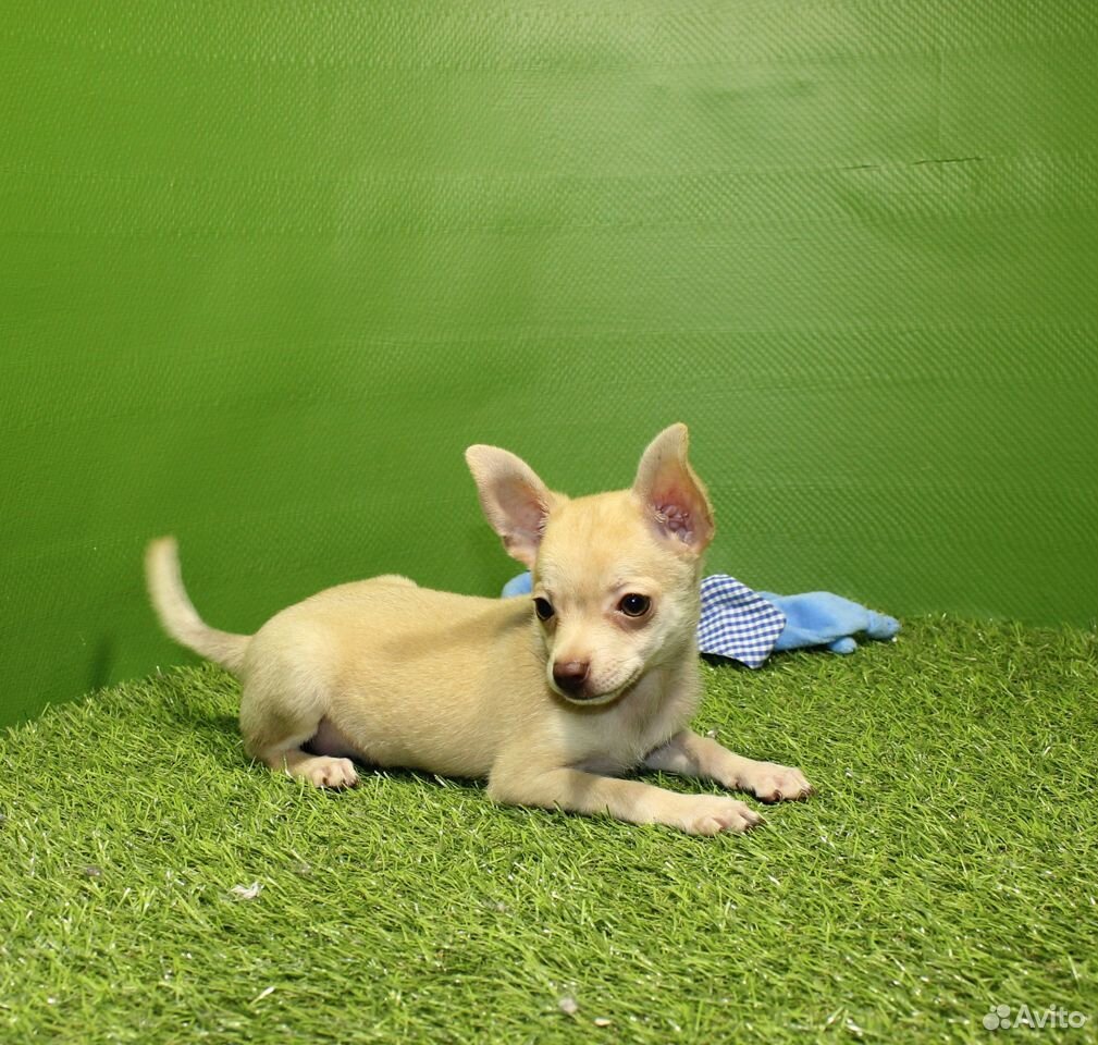 Мини мальчик Той -терьера из рук заводчика