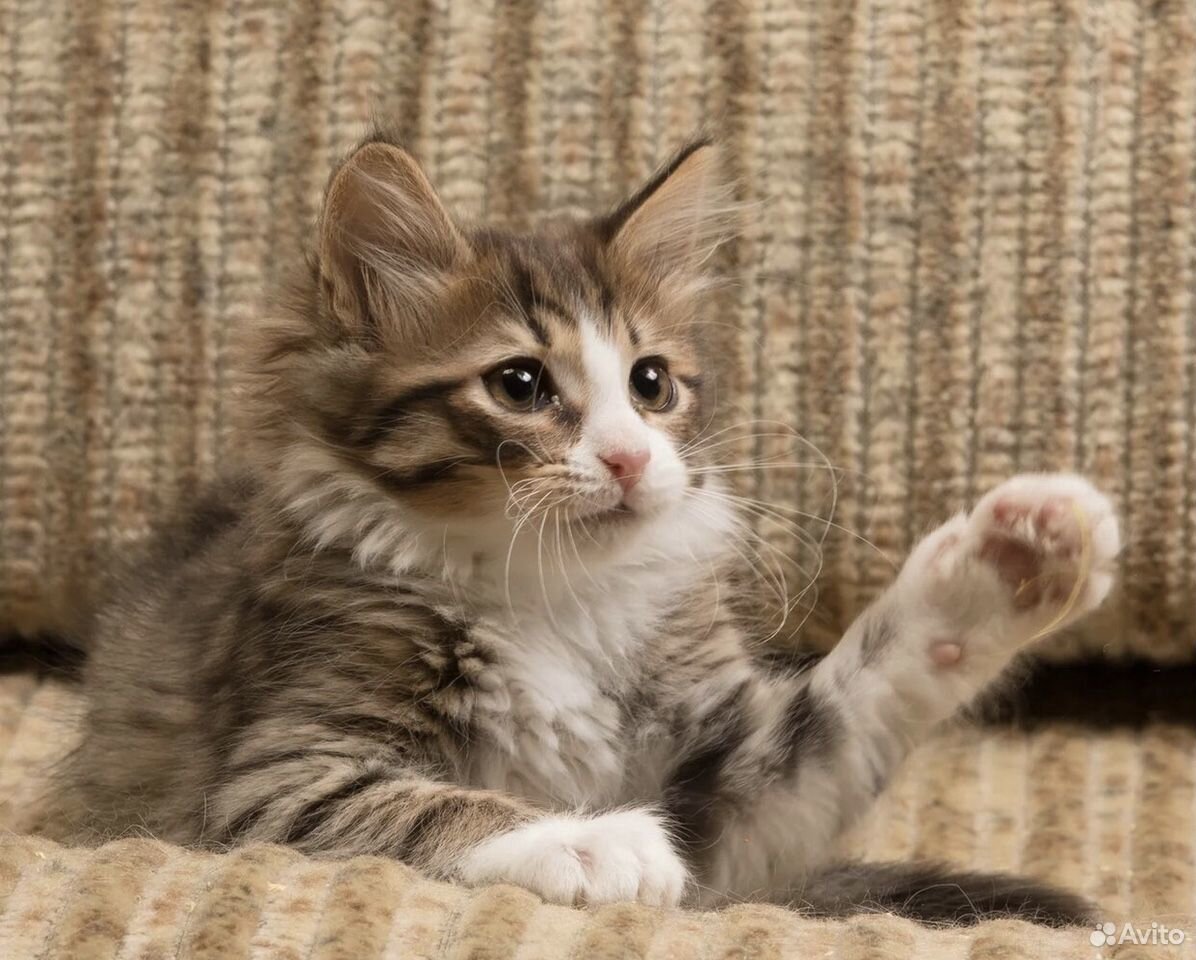 Прекрасный котёнок Бетти 2 месяца в добрые руки