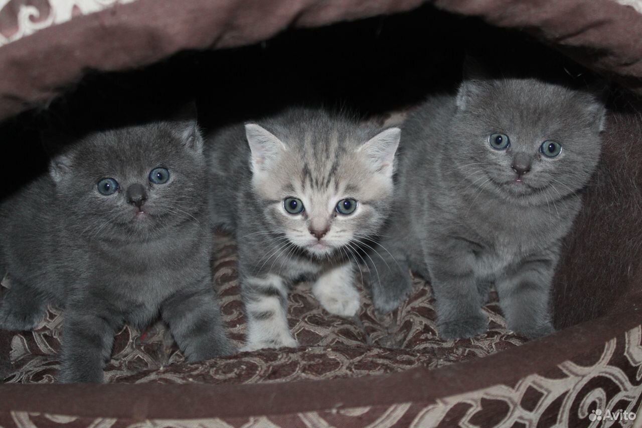 Шотландские "Scottish Fold / Straight"