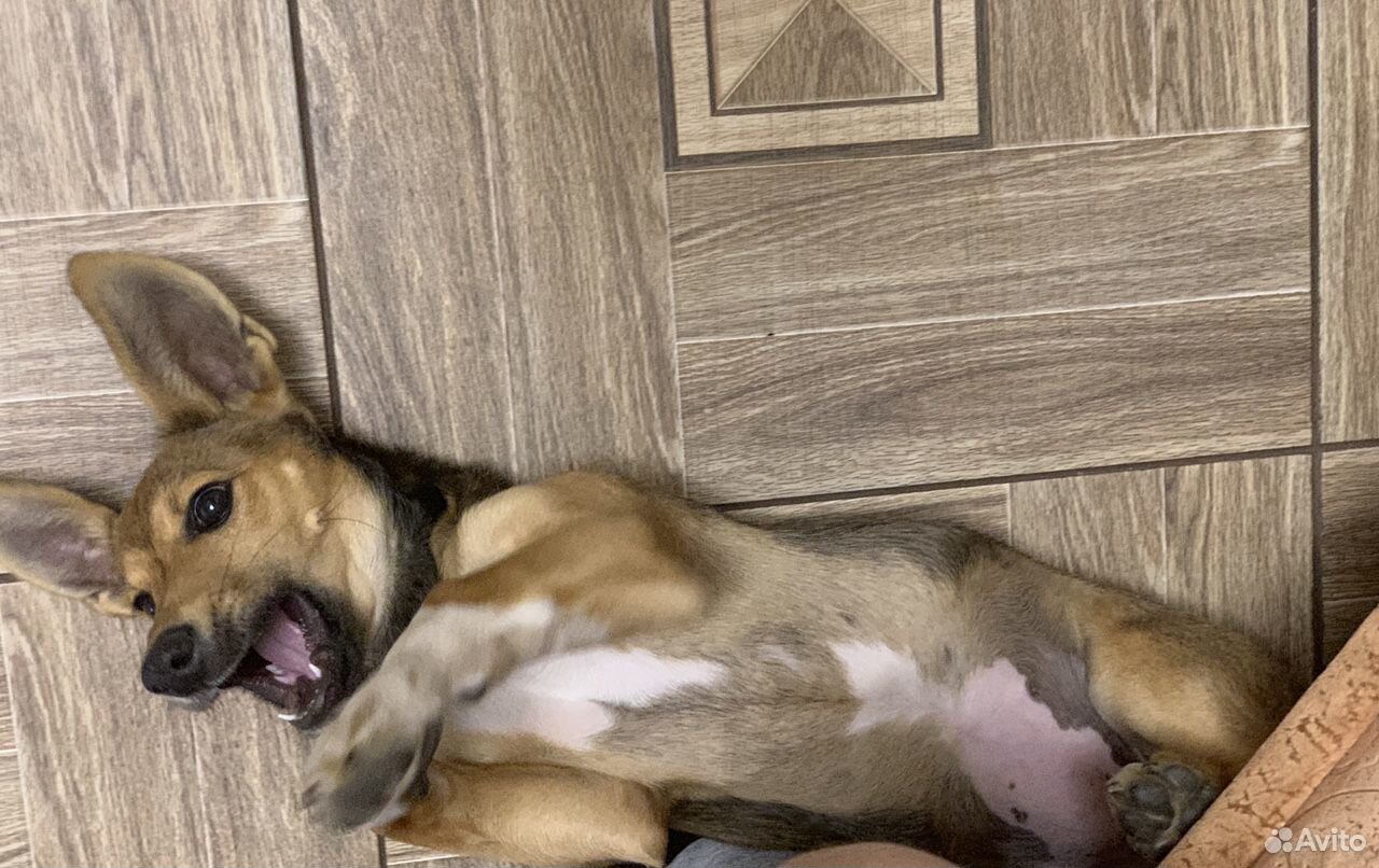 Собака дворянка, небольшого роста