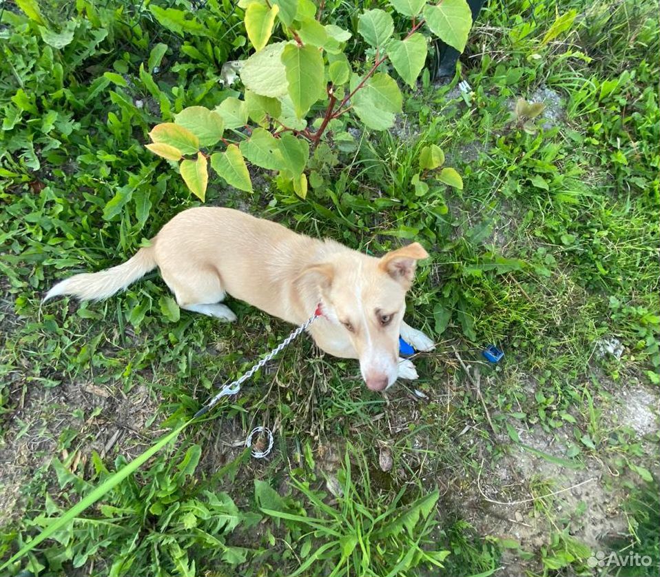 Маленькая собачка-коротколапик