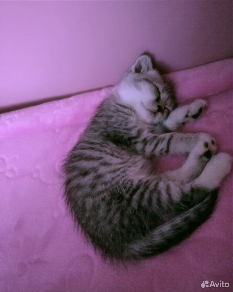 Котенок 2 месяца, девочка, 4000 тыс, вислоухая шот
