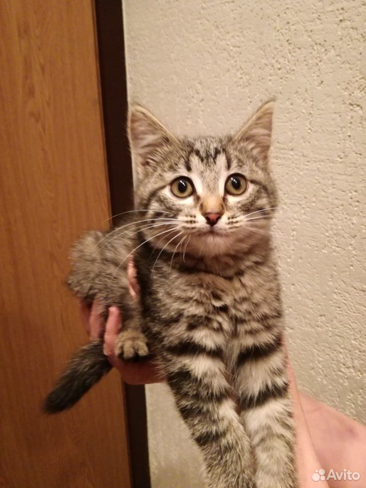 Котенок девочка. большая умница