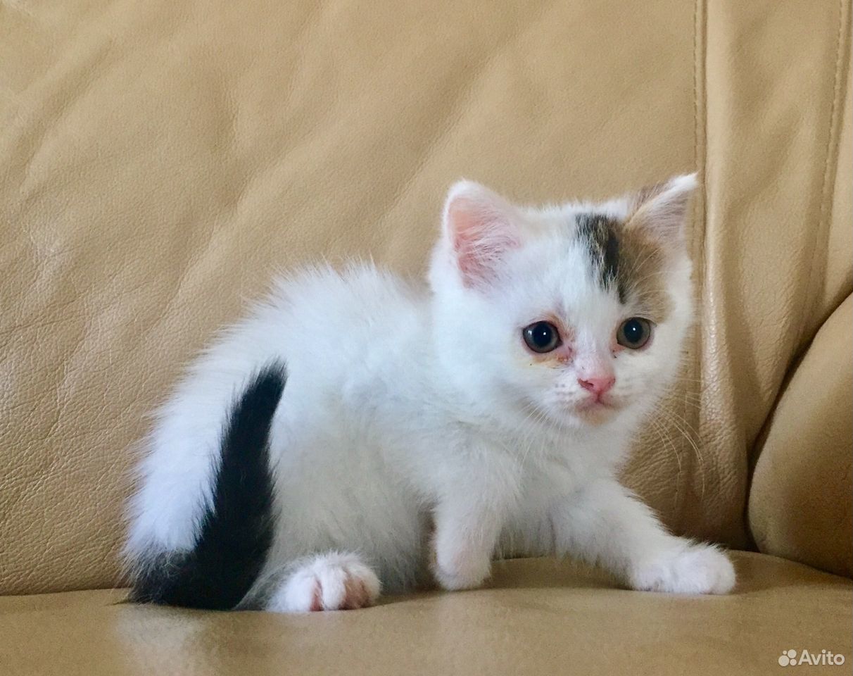 Котёнок-девочка полуперс
