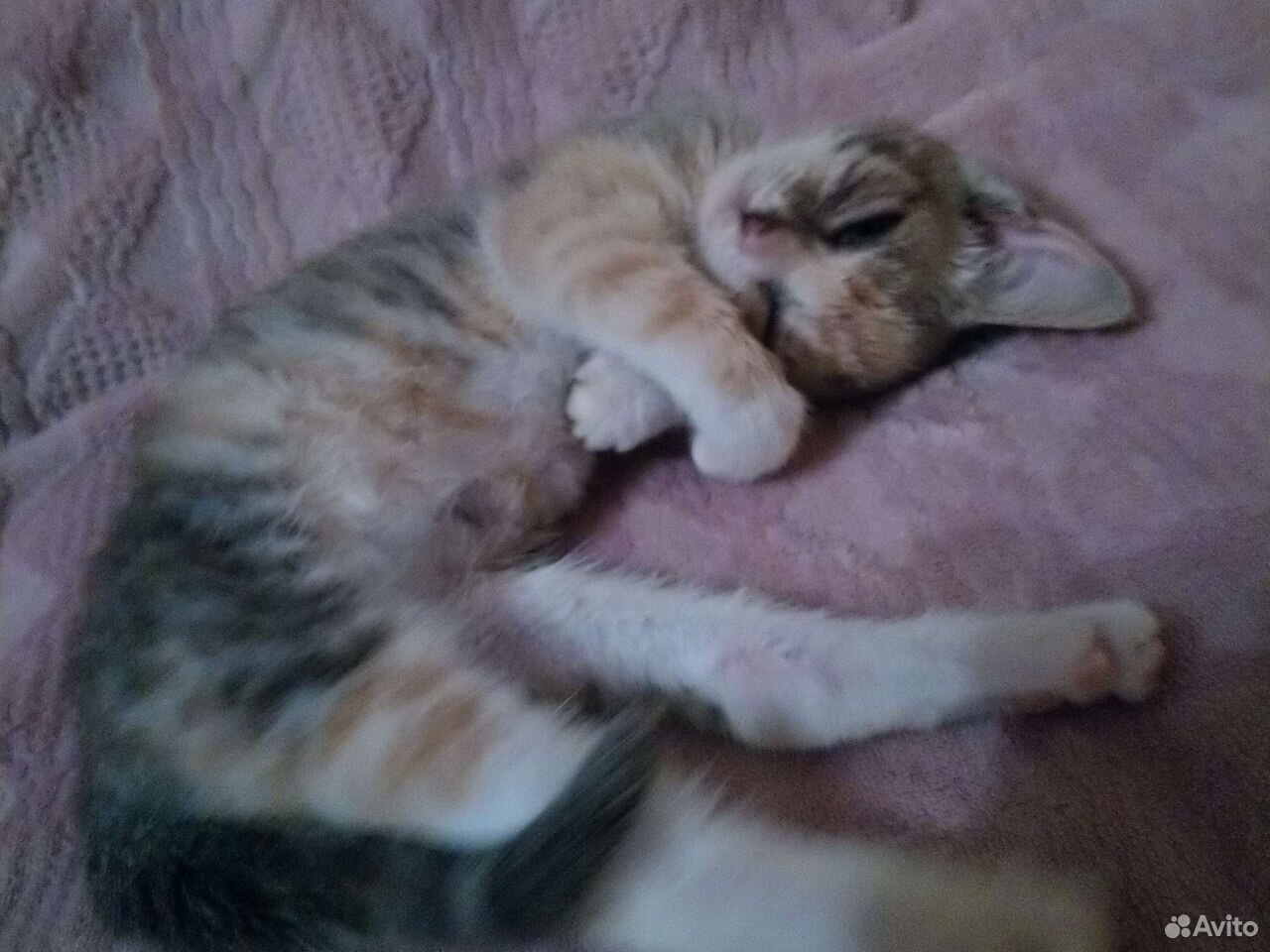 Котенок в дар 1,5 мес трехцветная девочка
