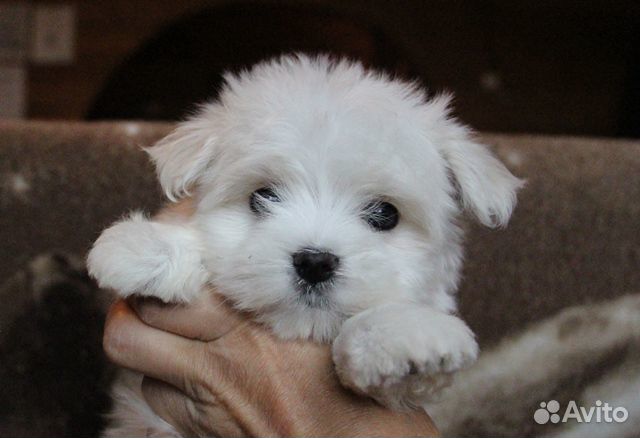 Мальчишка мальтезе мини бэби фейс с родословной