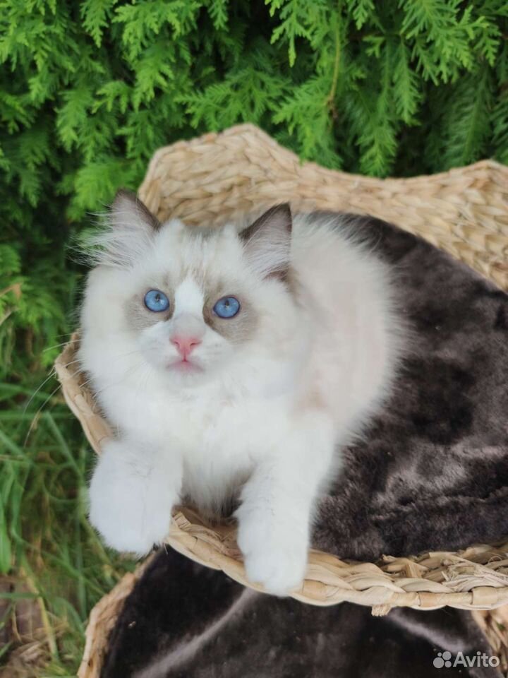 Мальчик рэгдолл, 3 месяца, Espresso