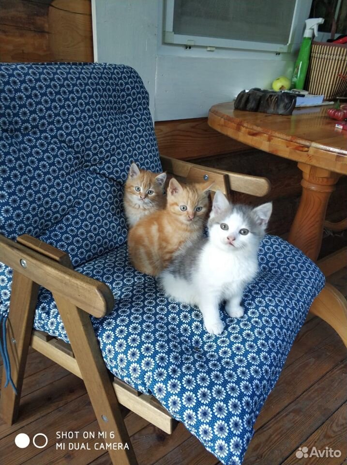 Котята умные огненные