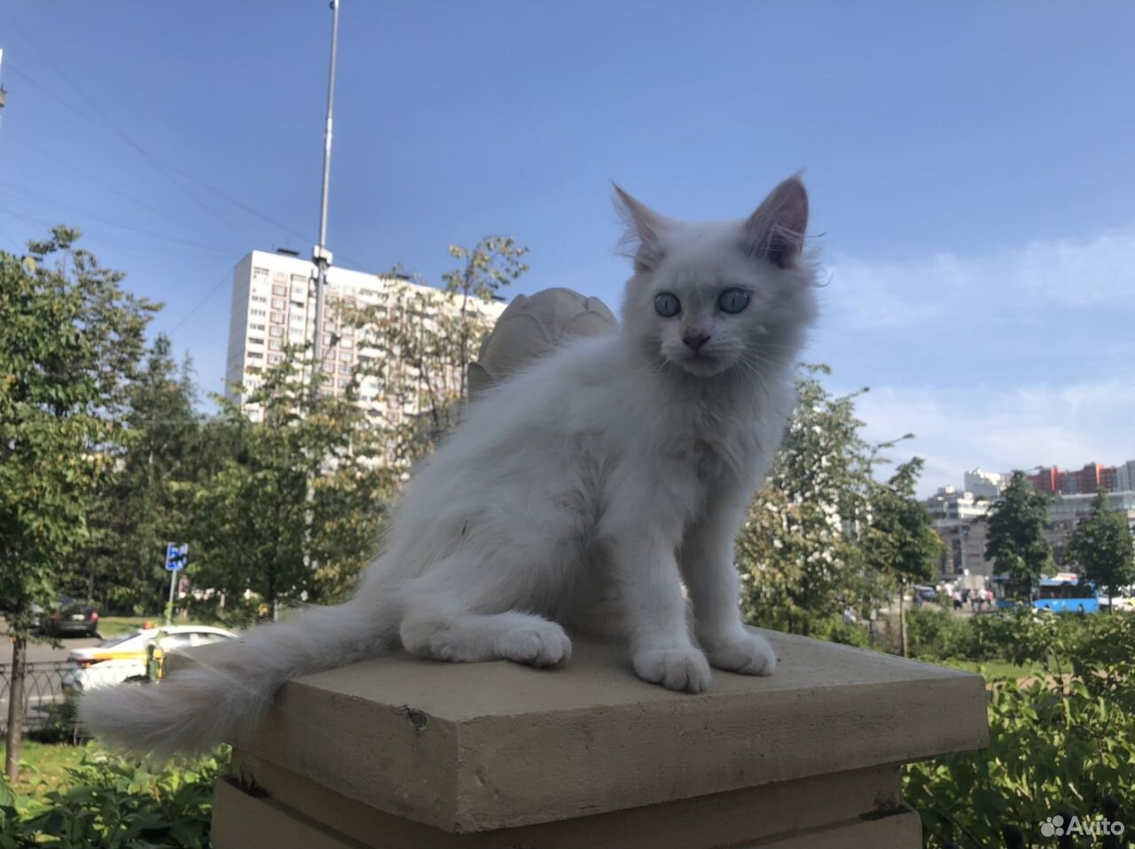 Кошка Турецкий Ван