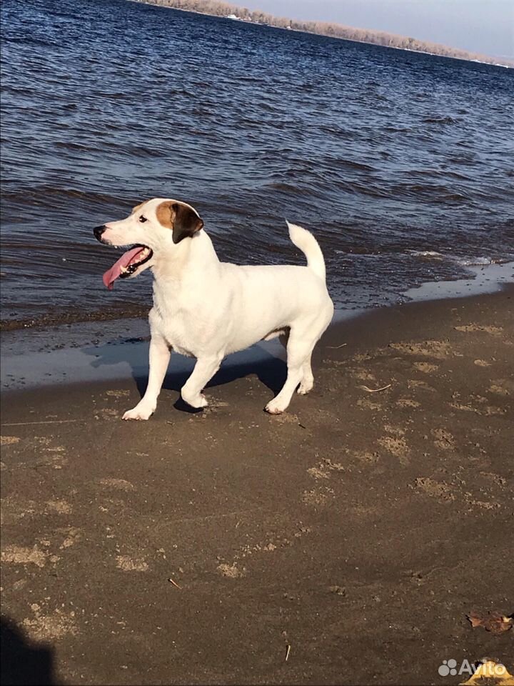 Вязка Джек Рассел терьер