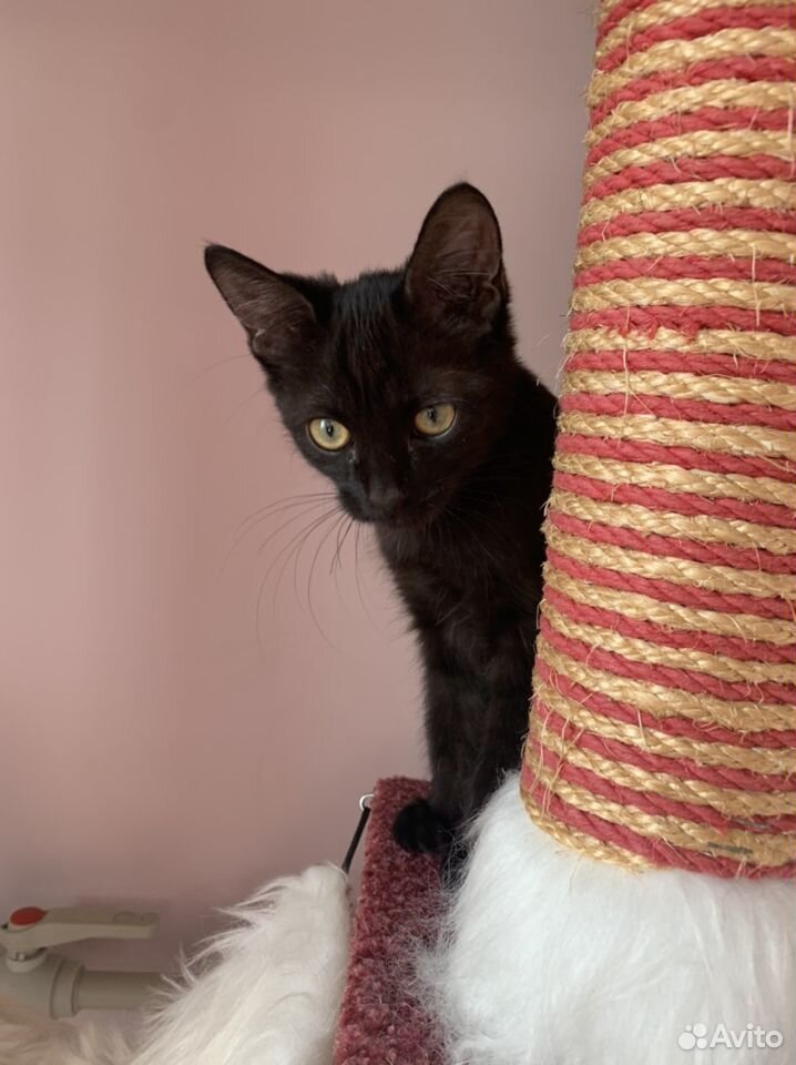 Котёнок (девочка)