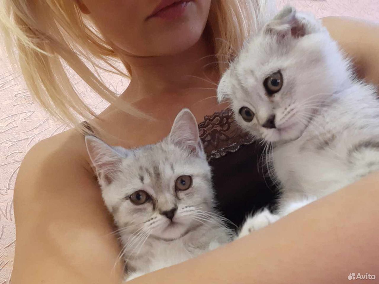 Шотландские котята,2 м.,вислоухие и прямоушки