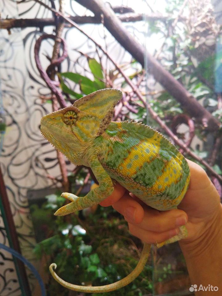 Хамелеон йеменский 6 мес