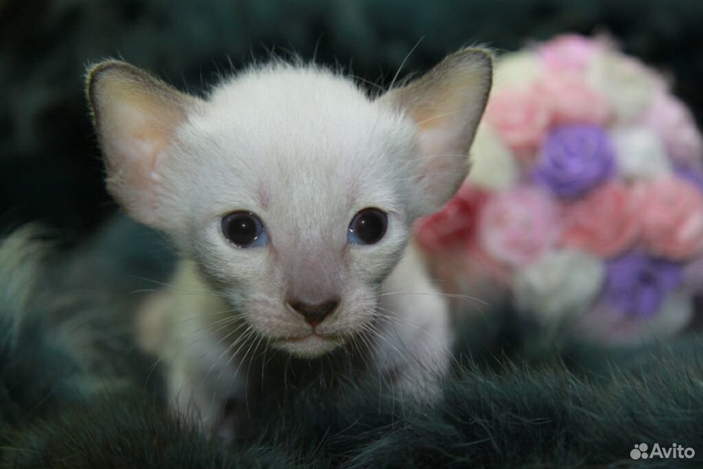 Сиамо ориентальный котик Алекс