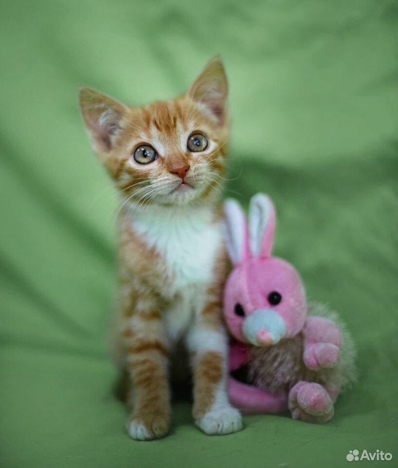 Рыжая банда