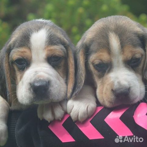 Щенки Бигль
