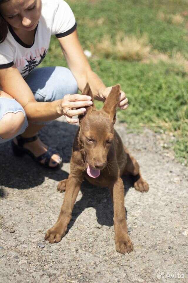 Ищет дом щенок средней собаки Шоколадка