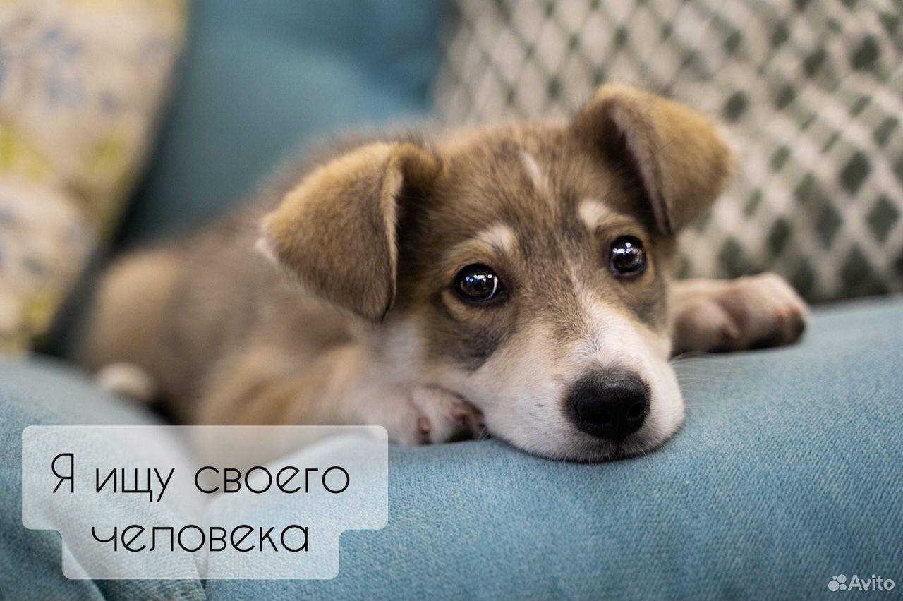 Щеночек ищет Человека