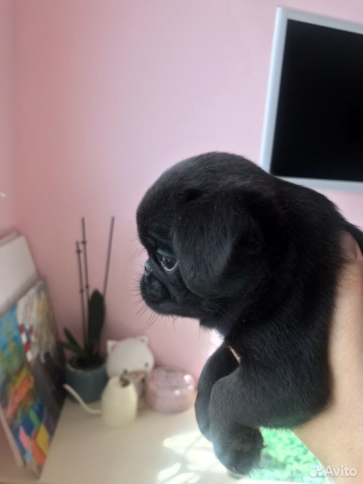 Бантик, щенок Брабансон