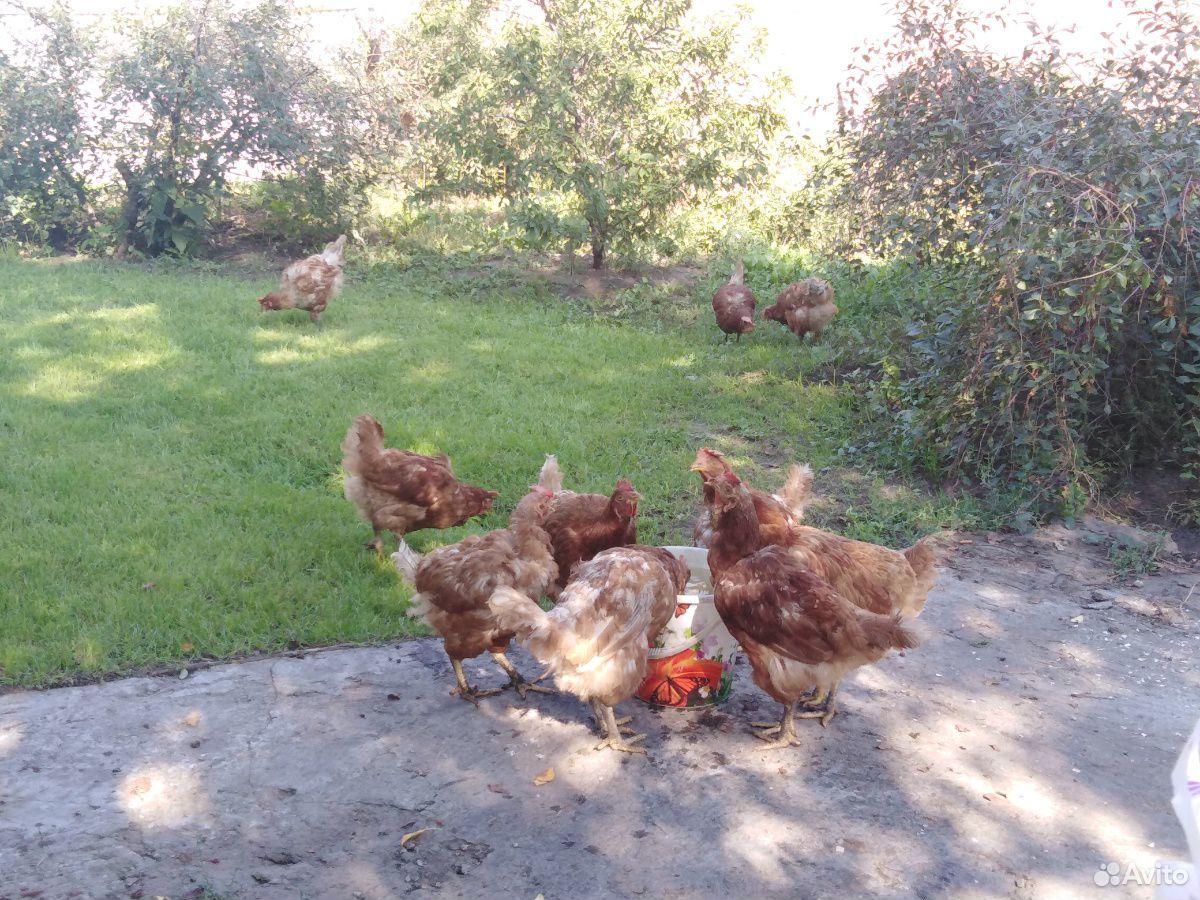 Куры несушки