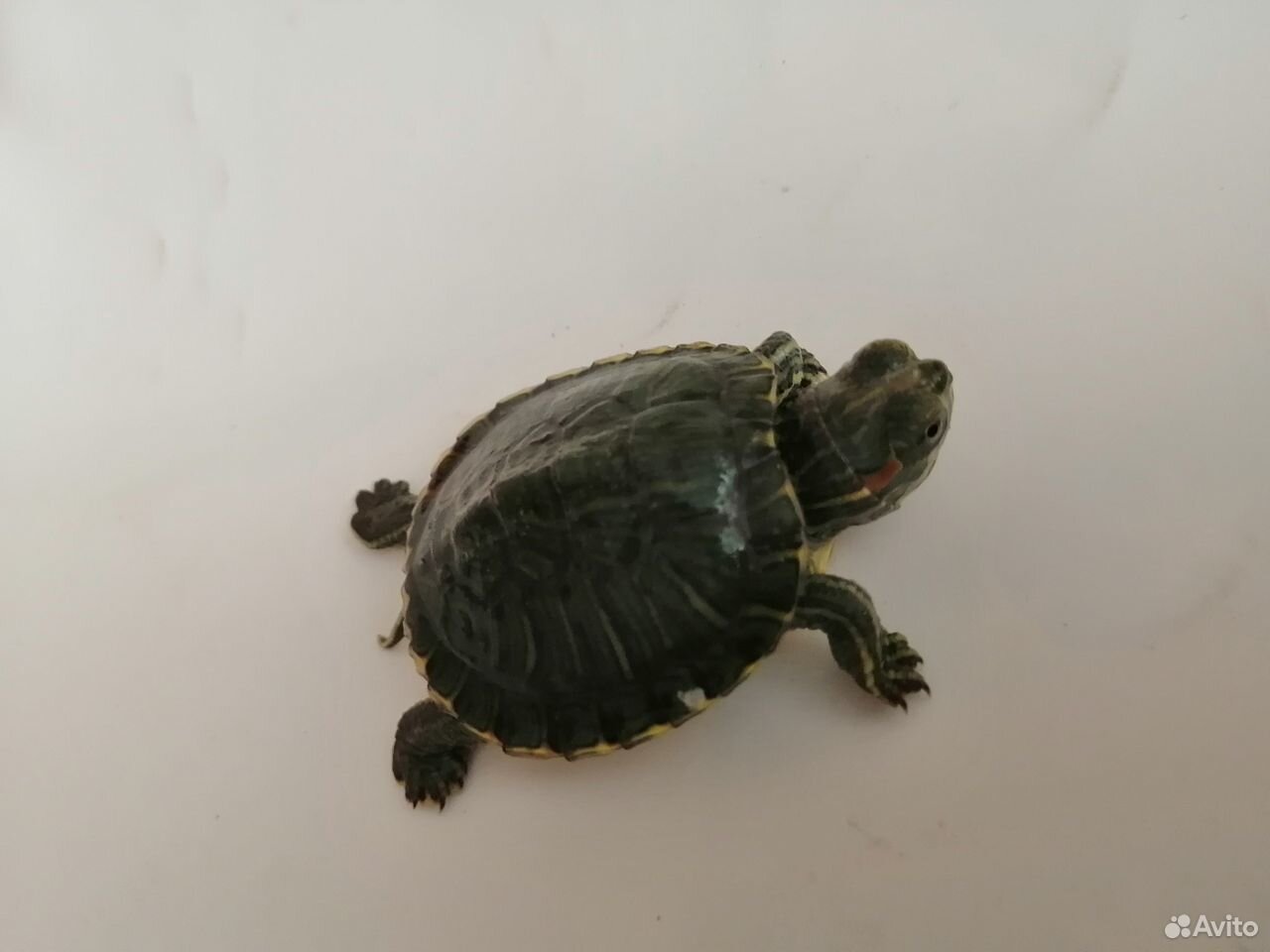 Черепаха красноухая