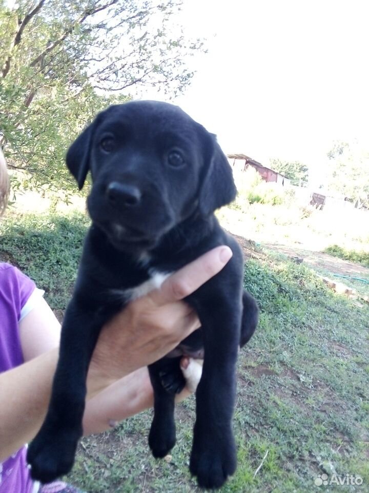 Щенок мама русский спаниель, помесь