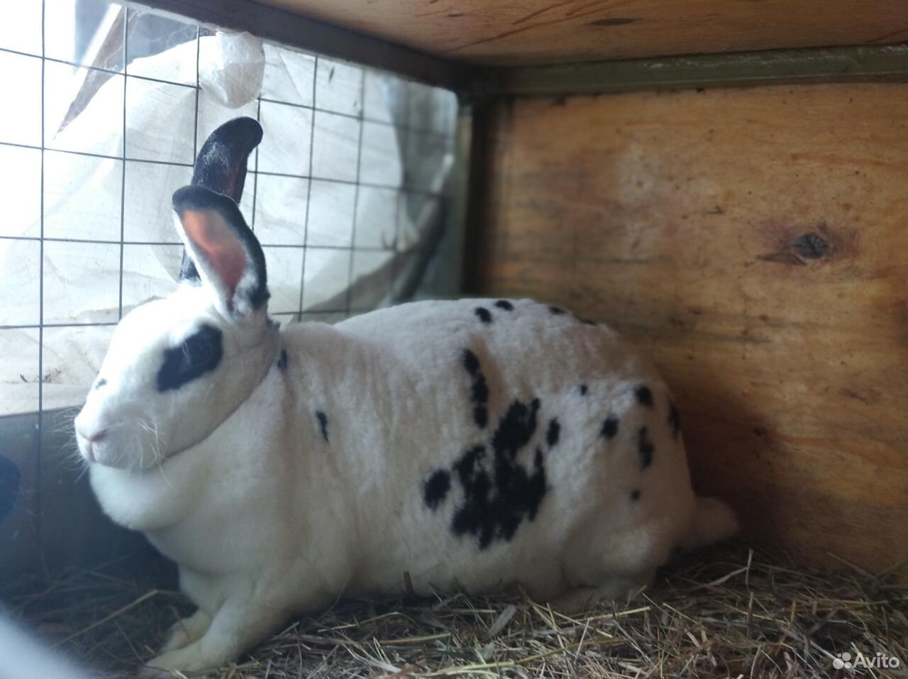 Кролик породы рекс