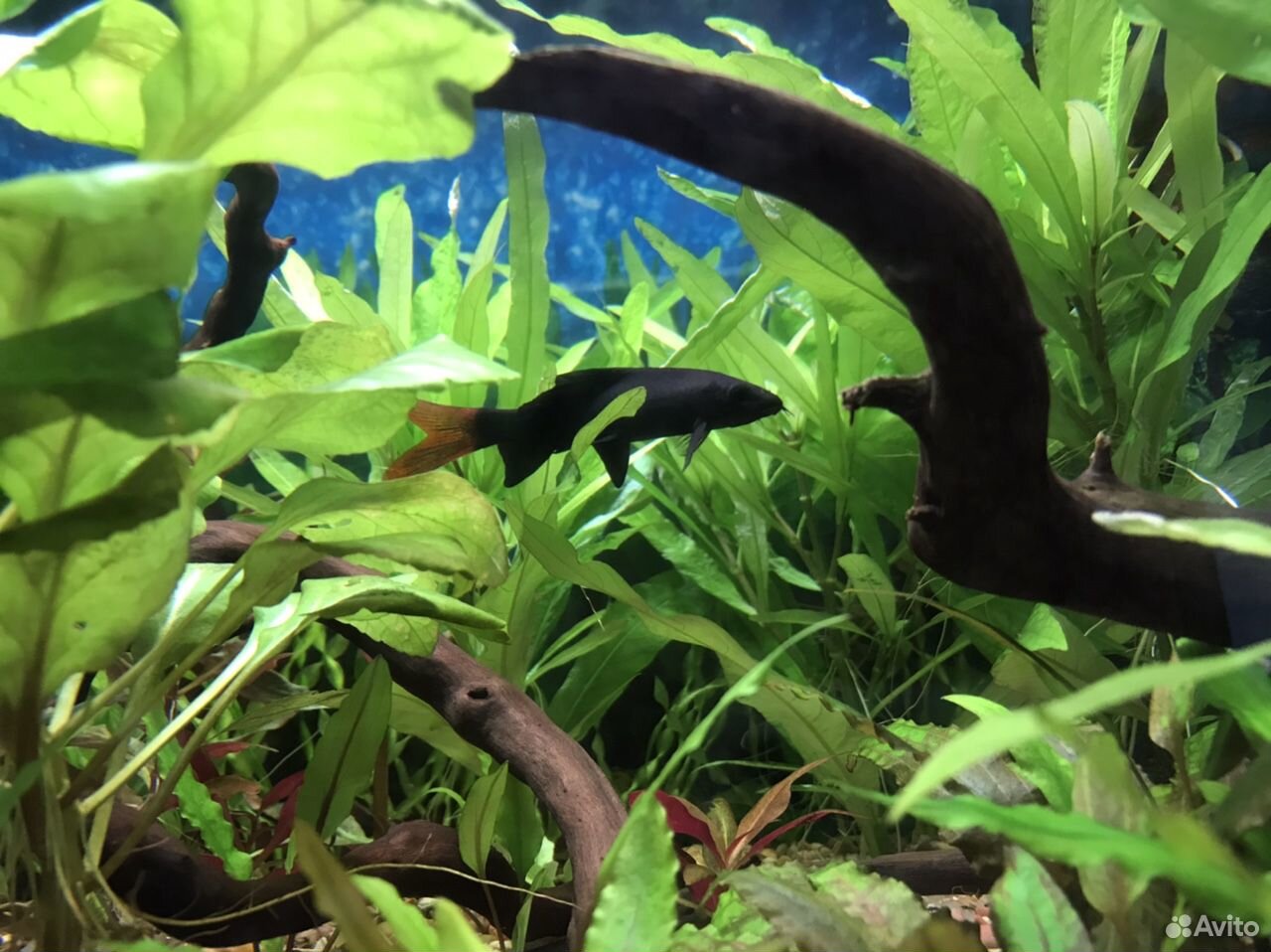 Аквариумная рыбка