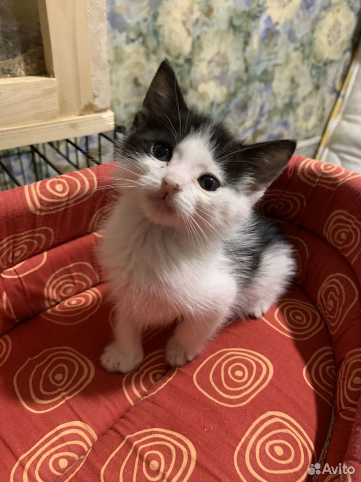 Котёнок в добрые руки (мальчик)
