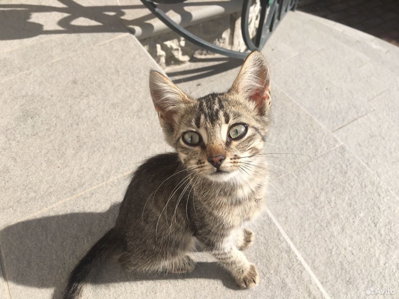 Ищем заботливые ручки