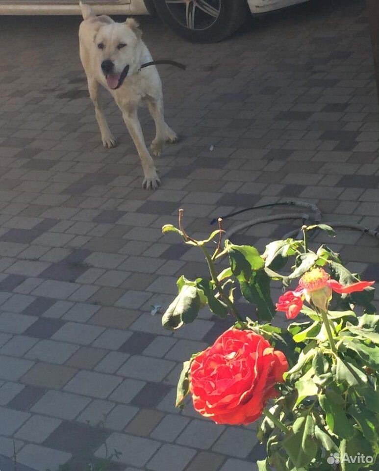 Поиск дома алабаю