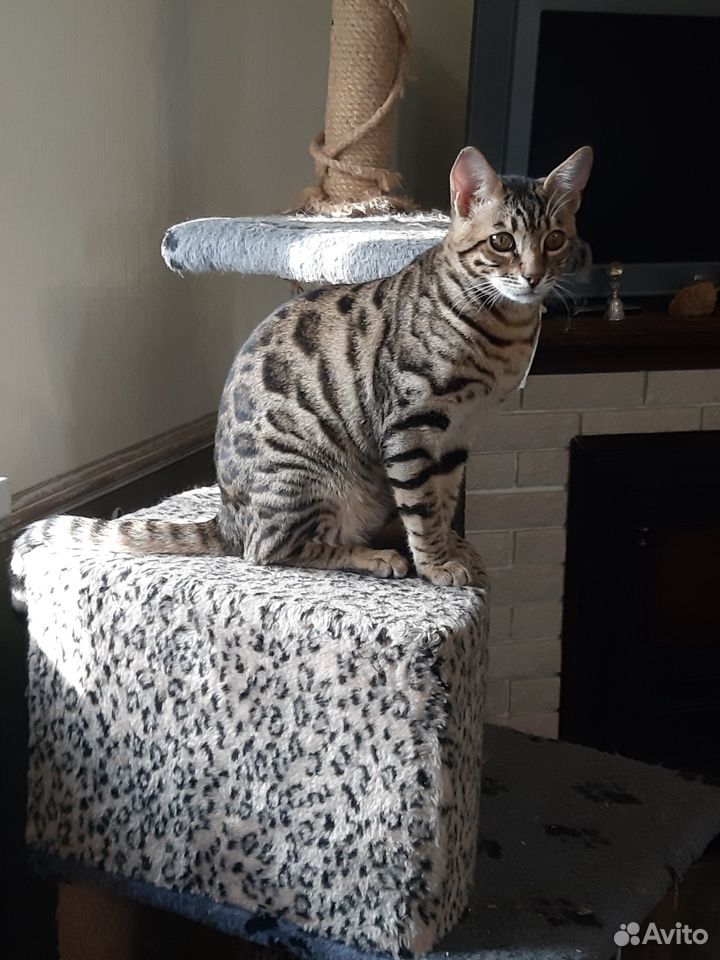 Котенок саванны и бенгала