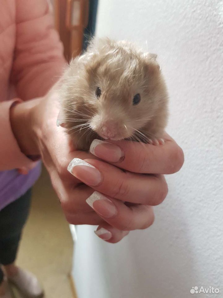 Хомячок