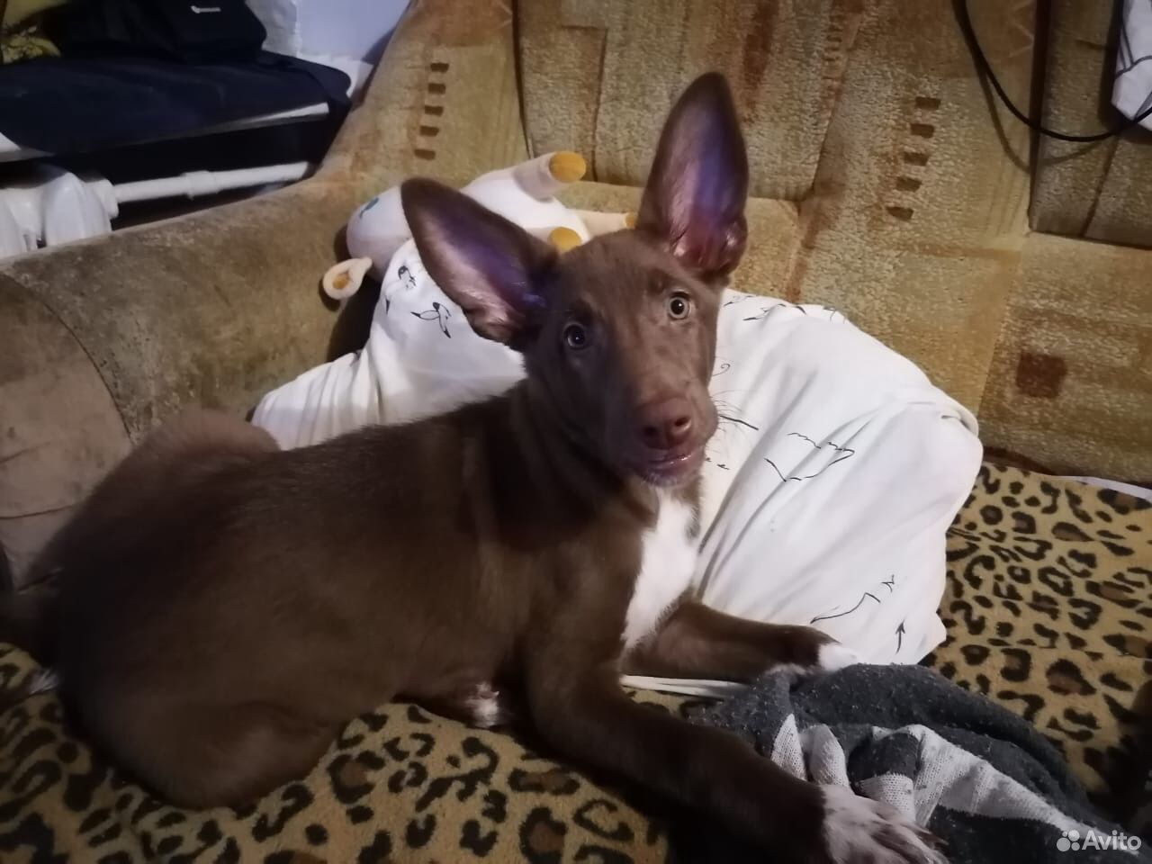 Шоколадка ищет дом