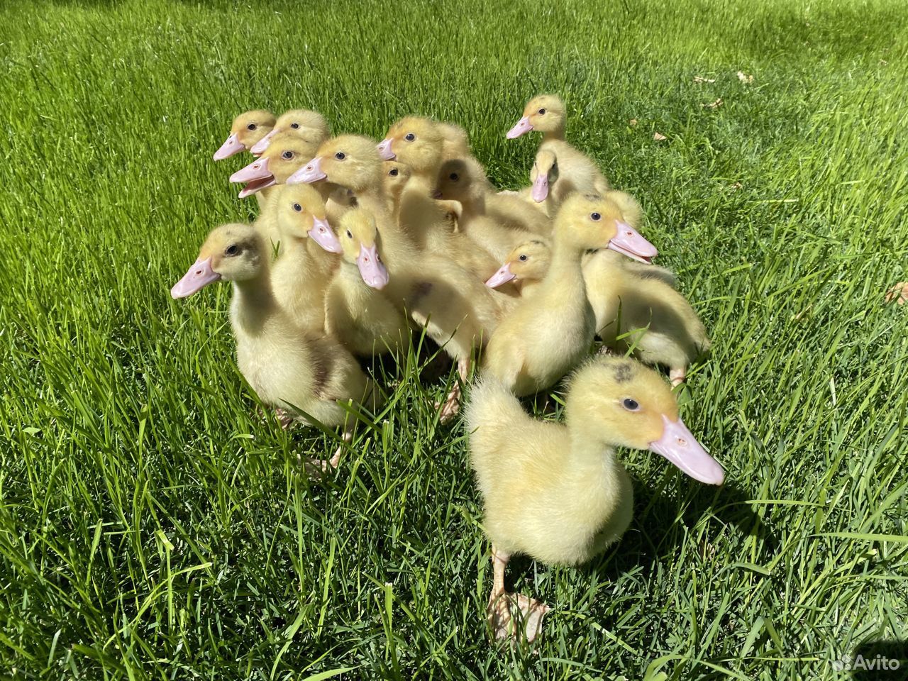 Утята Муларды 2-х недельные