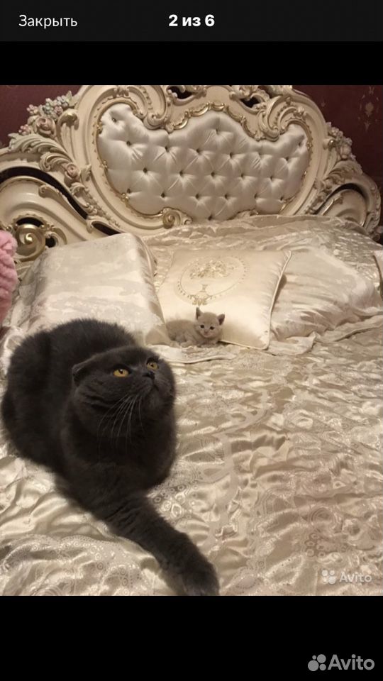 Котенок