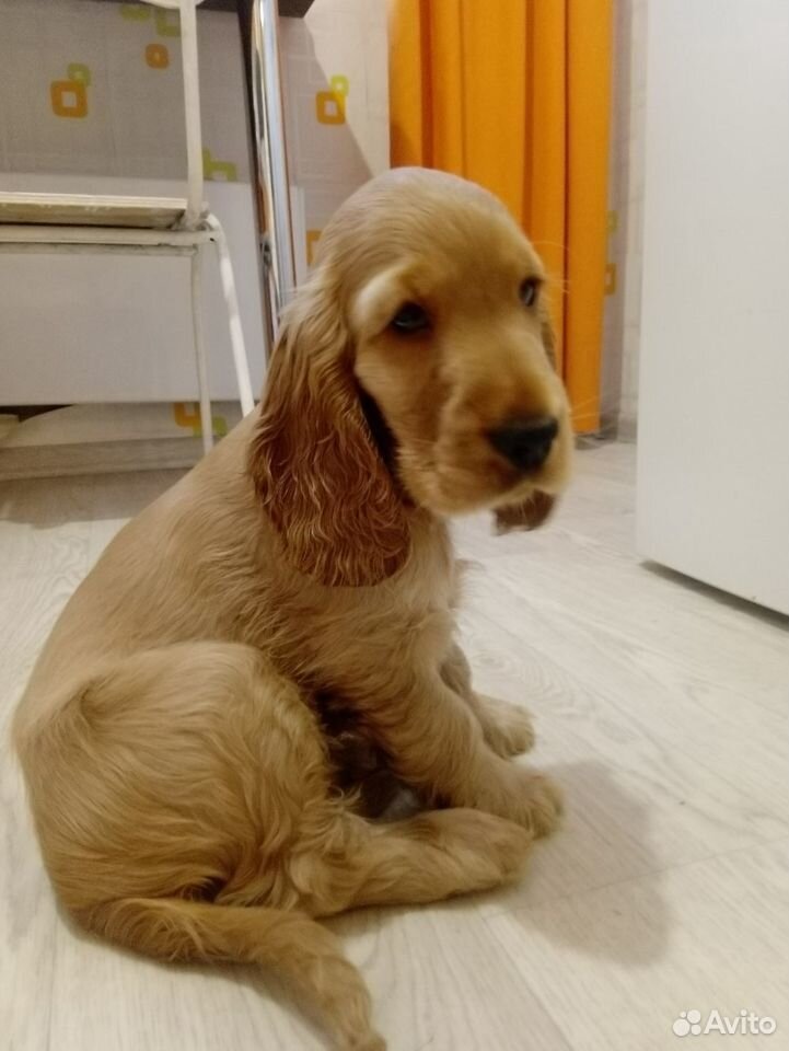 Рыжий малыш ищет папомам