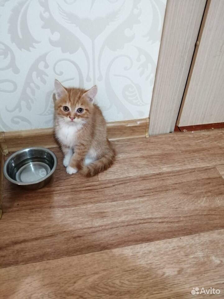 Кошка