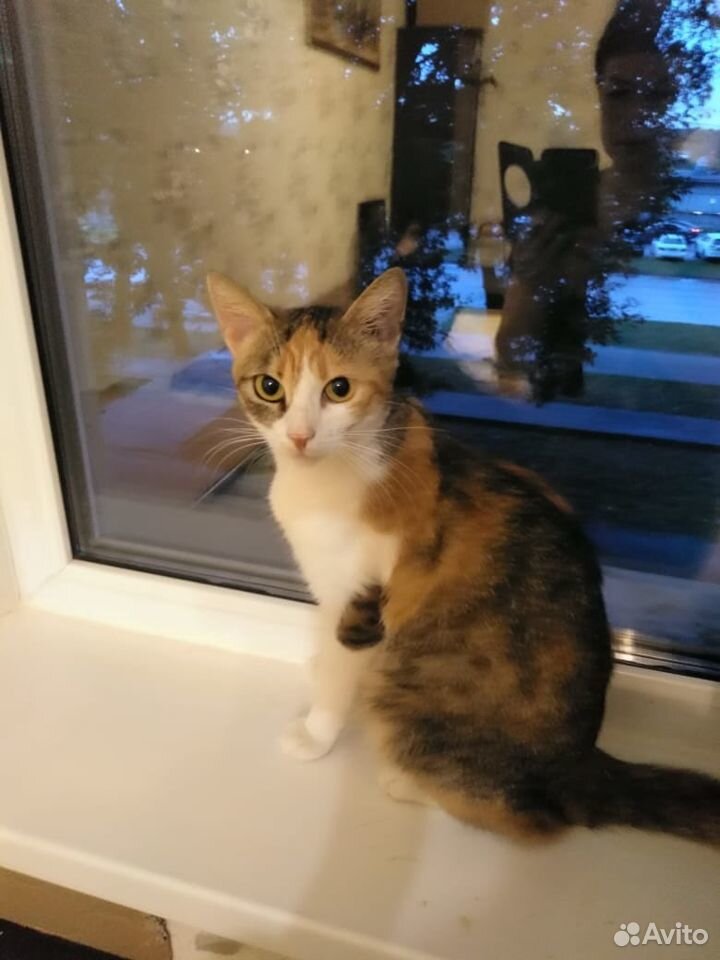 Кошечка Лилу