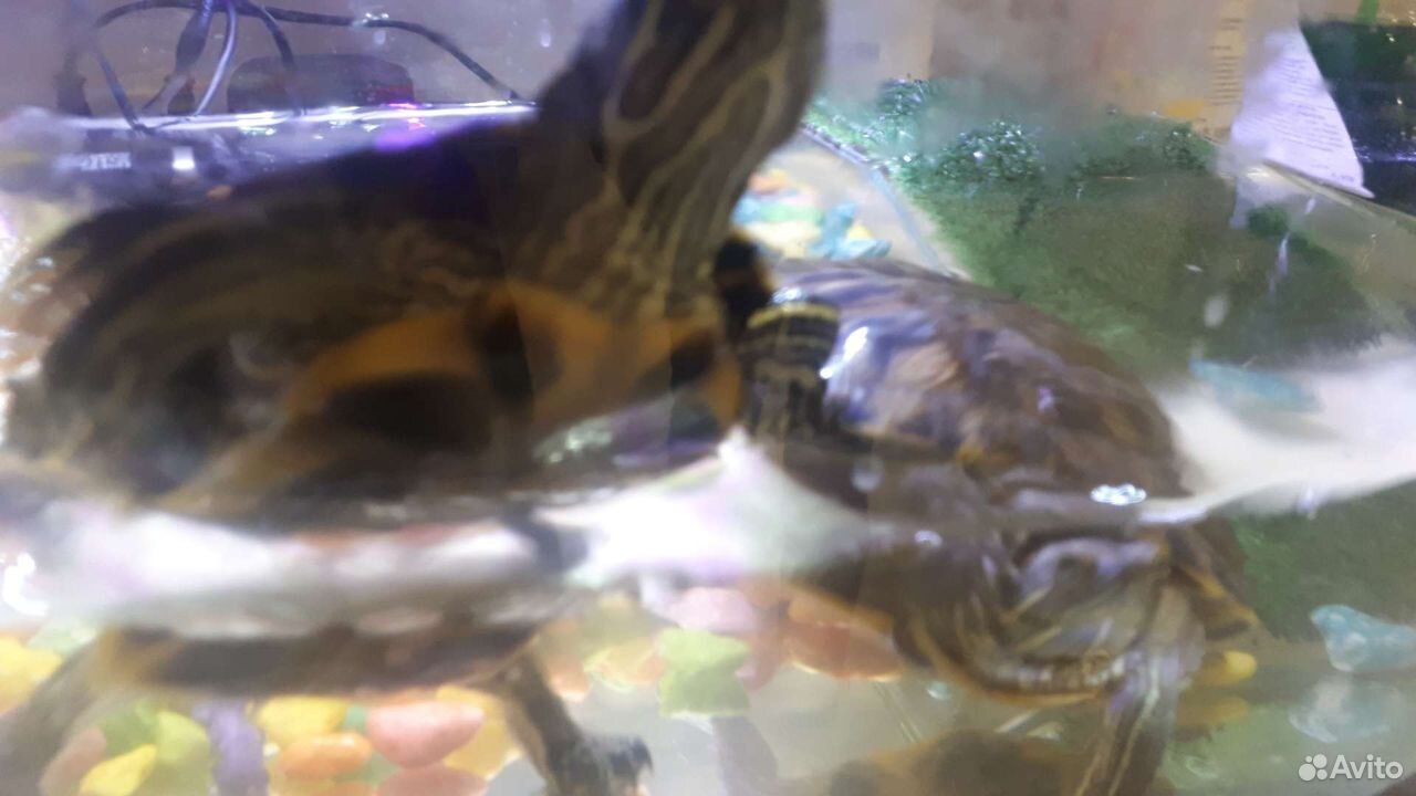 Красноухие черепахи