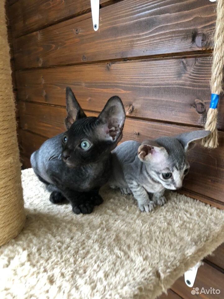 Котята сфинксы