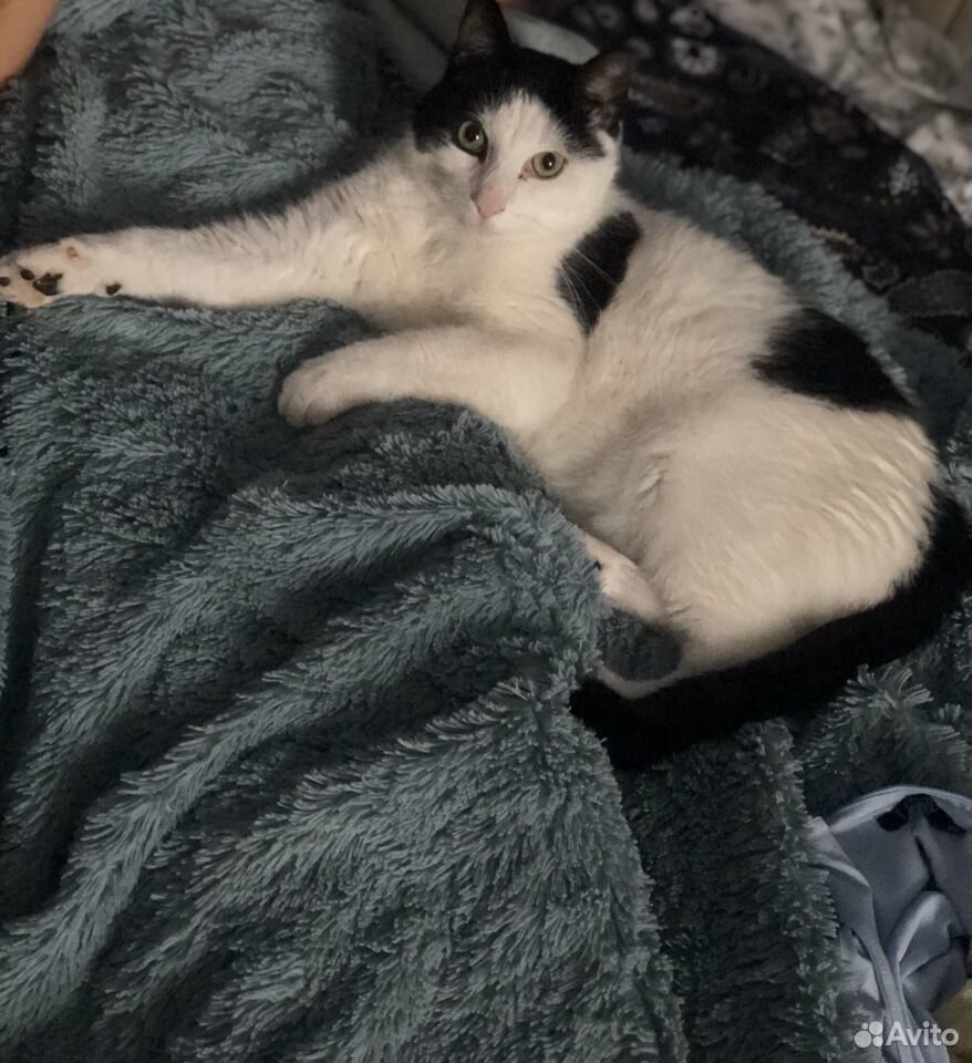Кот