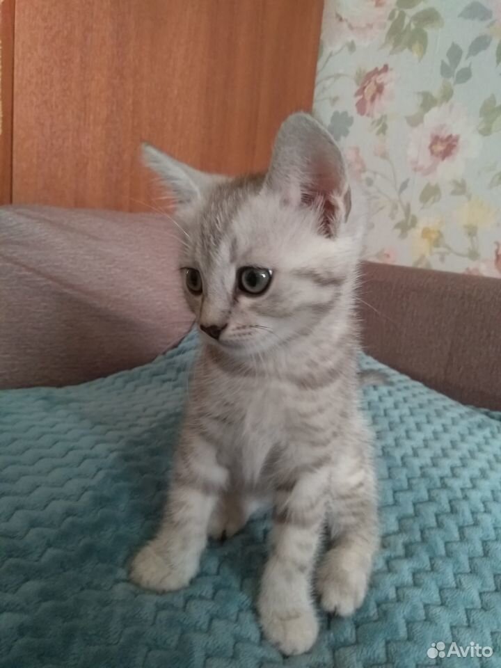 Котёнок (Мальчик)