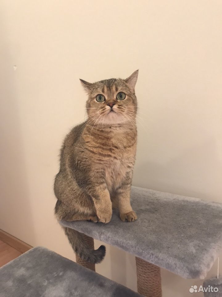 Шотланская кошка