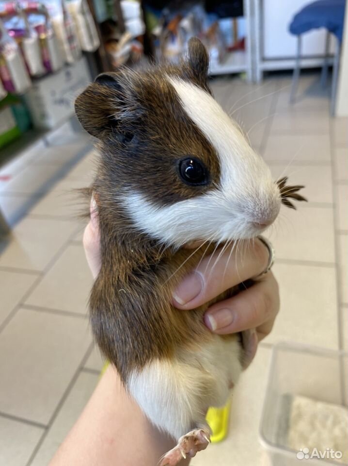 Морские свинки