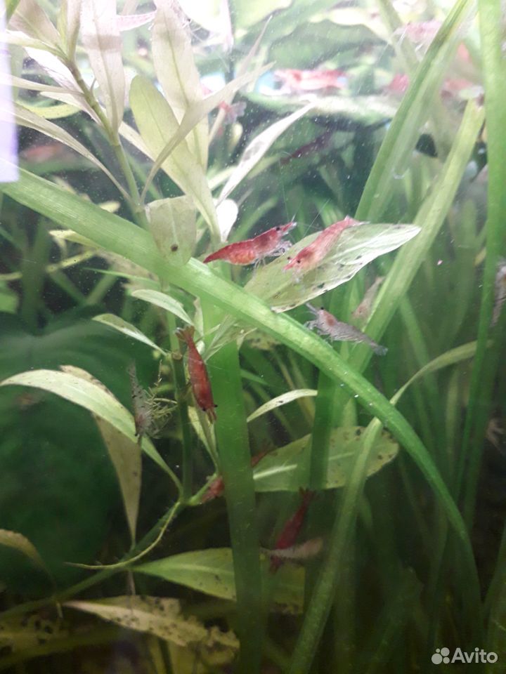 Креветки аквариумные Вишенки